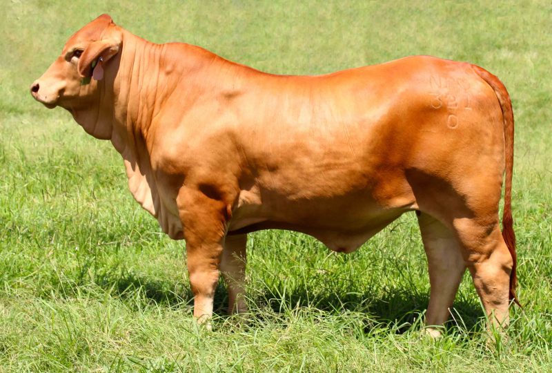 2022 Bunya Bull Sale - Nindethana Pastoral Co.