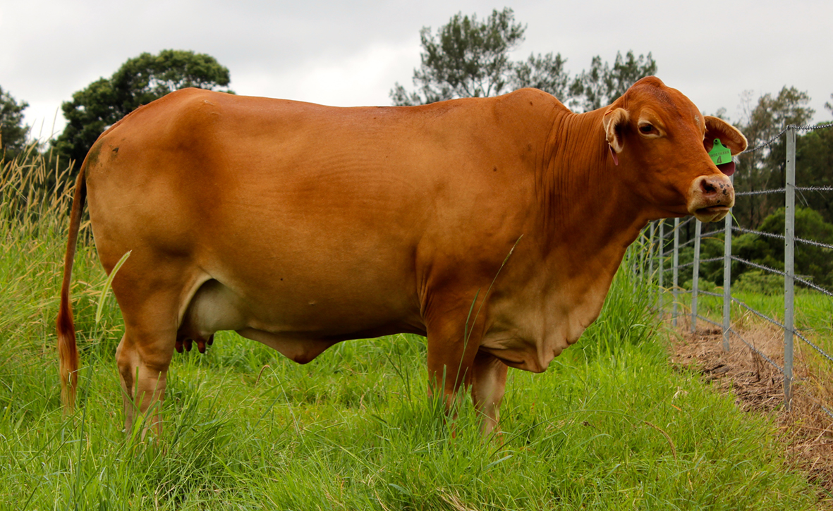 2022 Bunya Bull Sale - Nindethana Pastoral Co.