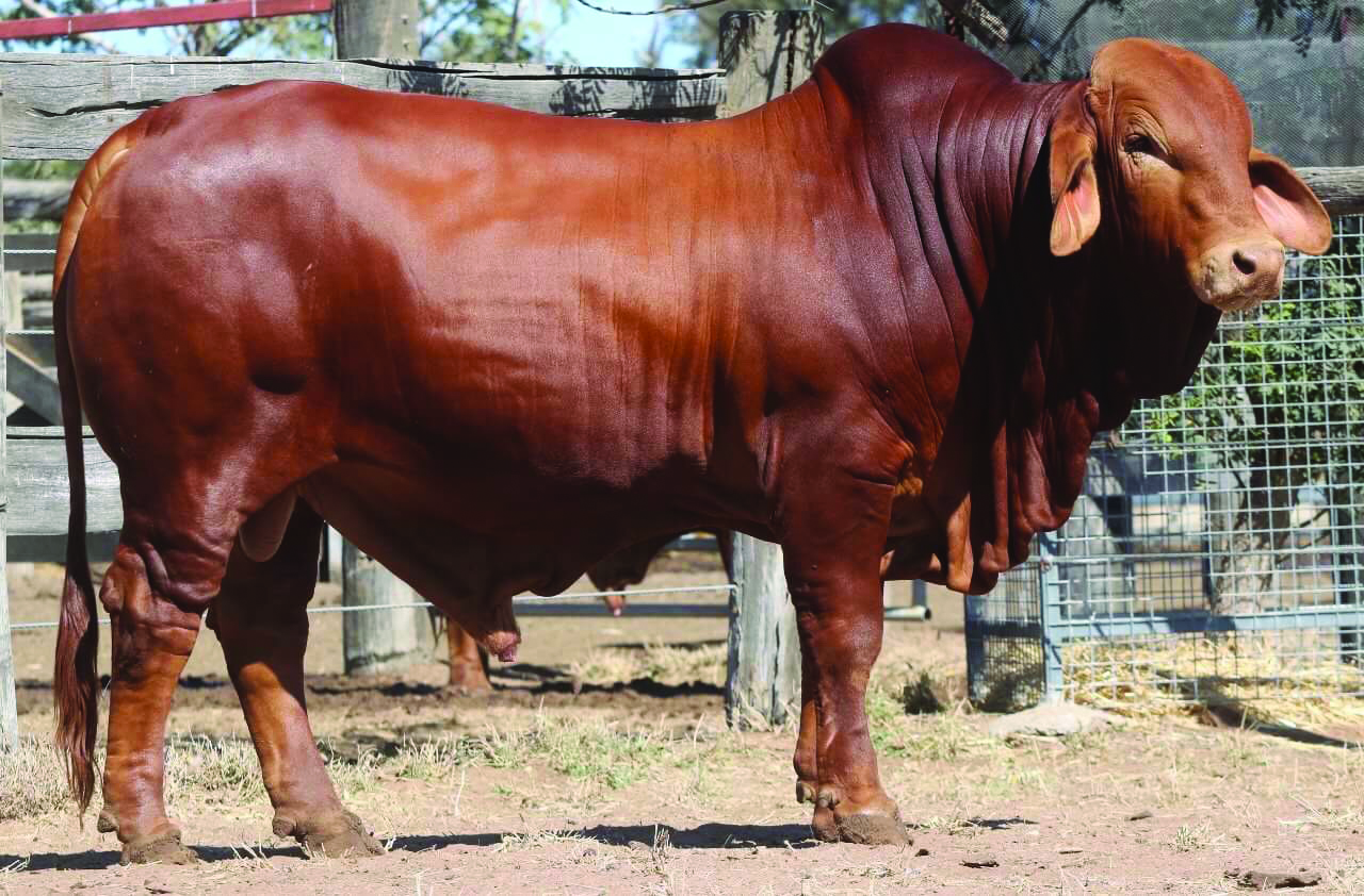 2022 Bunya Bull Sale - Nindethana Pastoral Co.