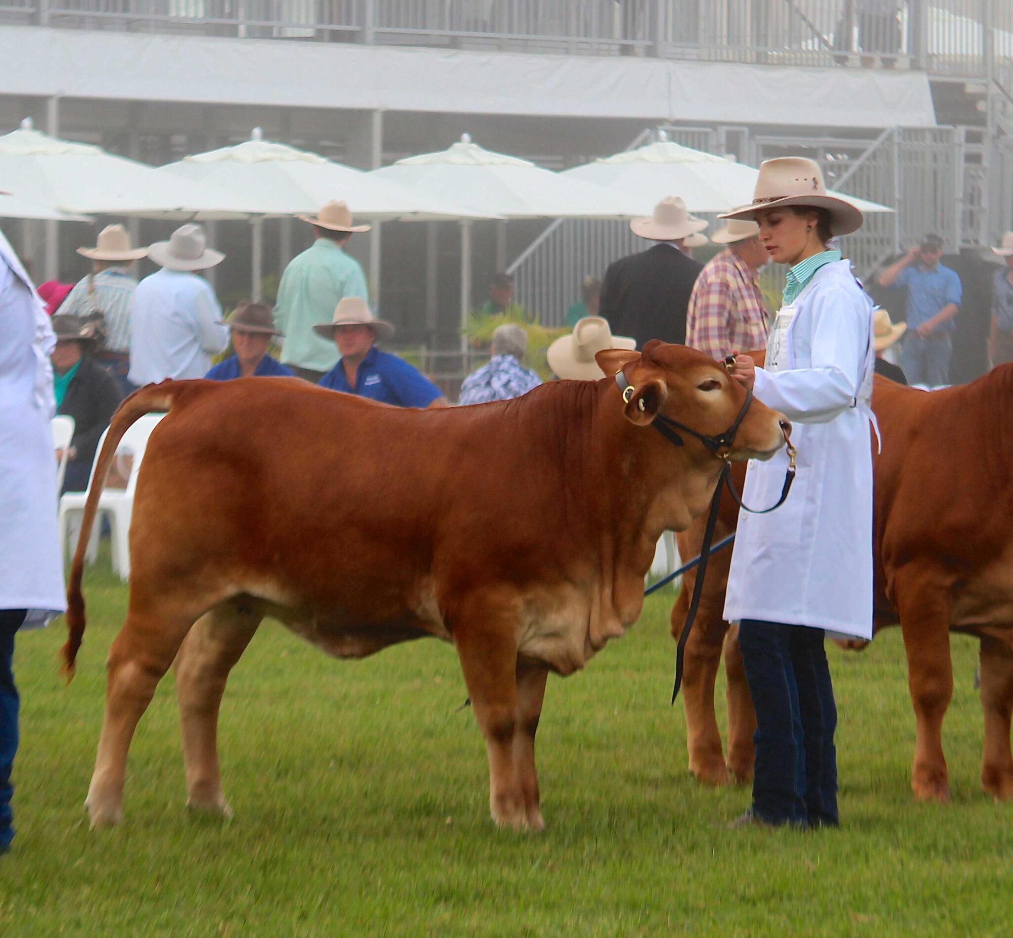 2023 Diamond Genetics Bull and Female Sale - Nindethana Pastoral Co.