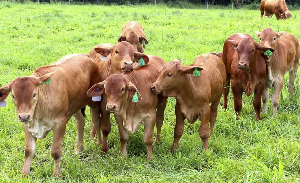 Welcome to Nindethana Droughtmaster Stud - Nindethana Pastoral Co.
